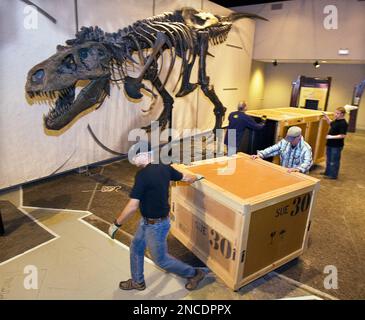 The T Rex Sue, the most complete Tyrannosaurus Rex to be discovered ...