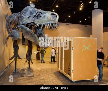 The T Rex Sue, the most complete Tyrannosaurus Rex to be discovered ...