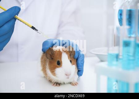 Scientist with syringe and guinea pig in chemical laboratory, closeup ...