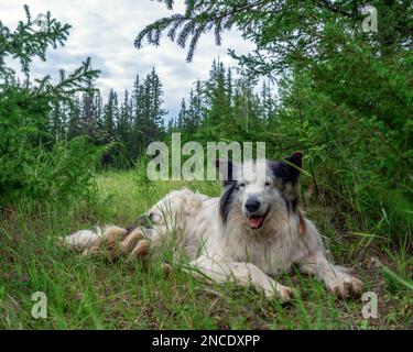 An old white dog of the Yakut Laika breed alone walks on a road in a ...