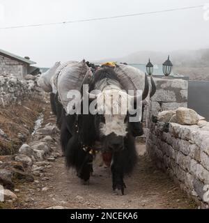 A yak carrying a load Tibet Stock Photo - Alamy