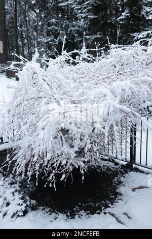 A bare dappled willow bush in winter Stock Photo - Alamy