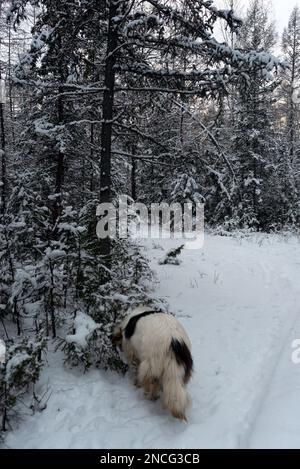 An old white dog of the breed Yakutian Laika is walking alone on a road ...