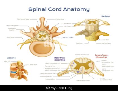 Vertebrae spinal cord anatomy infographics with body silhouette with ...