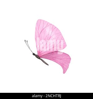 Magenta color butterfly with detailed wings isolated on white ...