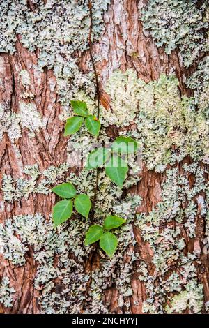A colorful vine climbs up the rough bark of a tree in Great Dismal ...