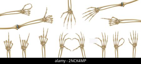 Skeleton hands realistic set with isolated images of skeletal ...