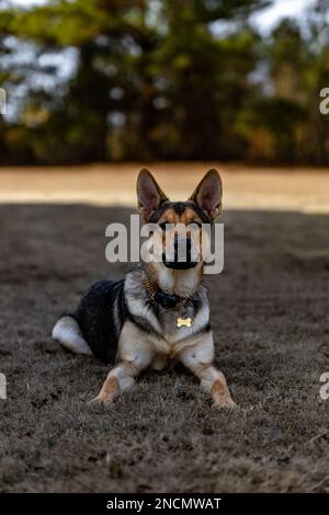 A German Shepherd lying on grassland Stock Photo - Alamy