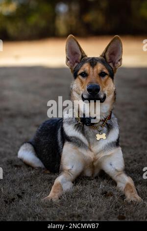 A German Shepherd lying on grassland Stock Photo - Alamy