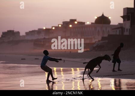 Tabaski or Eid Al Adha. The slaughter of a goat in a ritual sacrifice ...