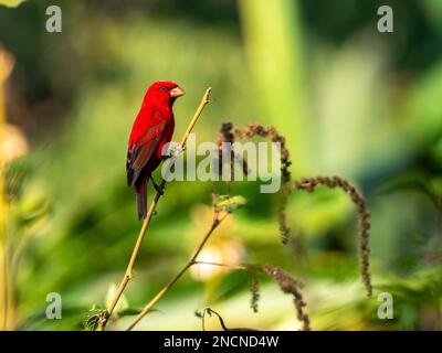 Scarlet finch, Carpodacus sipahi, a stunning red bird in the mountains ...