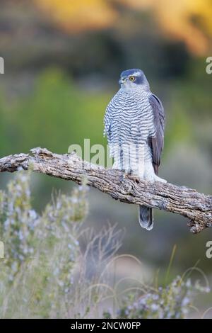 Goshawk, Goshawks, Birds of prey, Animals, Birds, Australian brown ...