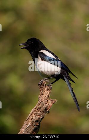 Magpie Pica pica on bird bath. British Isles Stock Photo - Alamy