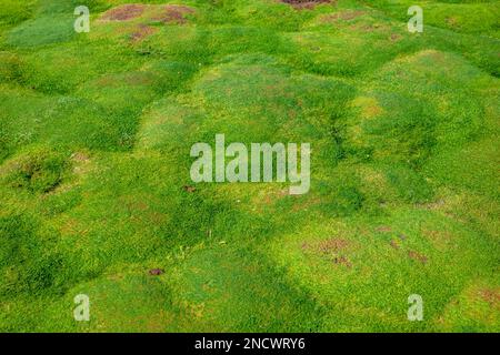 Beautiful bumpy grass at Downpatrick Head In County Mayo - Ireland ...