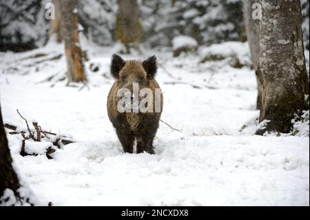 Wildschweine im Winter *** Local Caption *** Bristle-nosed animals ...