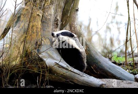 Dachs,Europäischer Dachs,Großmarder,Hundeartige,Marder,Marderartige ...