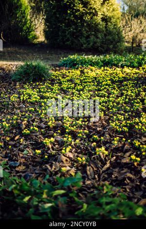 First flowers of spring starting to grow Stock Photo - Alamy