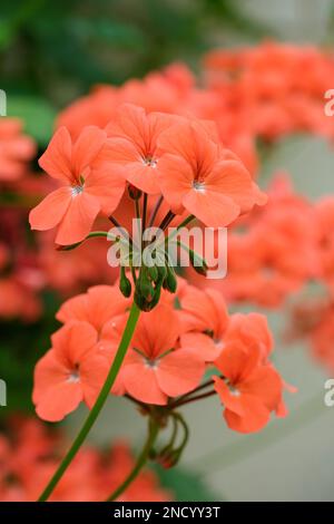 Pelargonium Antik Orange, geranium Antik Orange, Pelargonium Tikorg ...