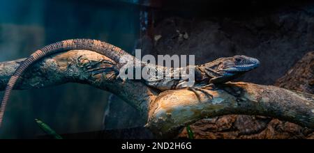 The Utila Iguana on a branch (Ctenosaura bakeri) is a critically ...