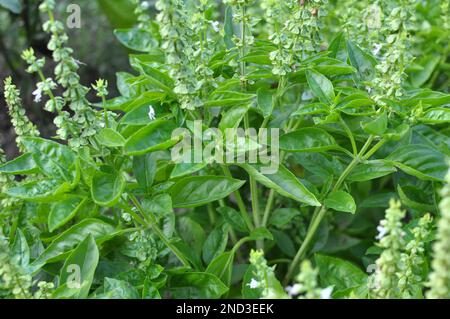 Basil grows in open ground in the garden Stock Photo - Alamy