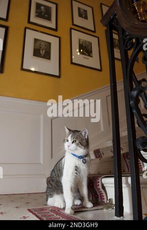 FILE - Larry the cat, Chief Mouser to the Cabinet Office, crosses ...