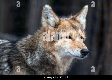 coyote, close-up, side view mouth open Stock Photo - Alamy