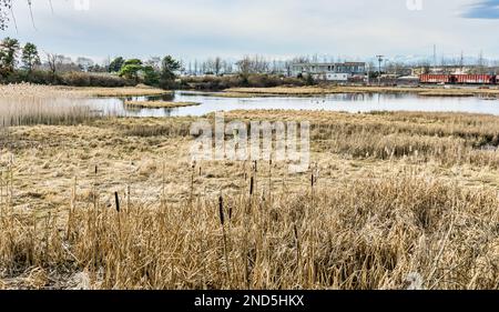 Winter at Edumond Marsh in Edmonds, Washington Stock Photo - Alamy