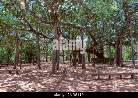 A banyan tree in Pondicherry Stock Photo - Alamy