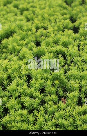 Typical common green conifer bush growing in the meadow Stock Photo - Alamy