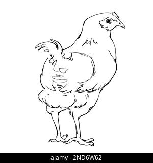 Linear sketches of poultry in graphics. High quality illustration Stock ...