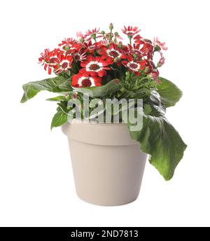 Beautiful red cineraria plant in flower pot isolated on white Stock ...