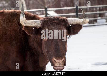 american milking devon oxen looking at camera, close-up moving mouth ...