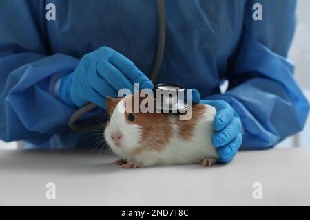 Scientist examining guinea pig with stethoscope in chemical laboratory ...