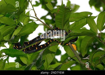 Mangrove snake, also known as Gold-ringed Cat Snake. Boiga dendrophila ...