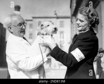 First aid dogs, World War I, c1914-c1918. Artist: Realistic Travels ...