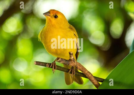 Close up of wild canary passerine bird perched Stock Photo - Alamy