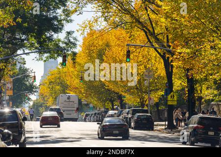 Autumnal sunlight illuminates row of autumn leaf color trees along ...