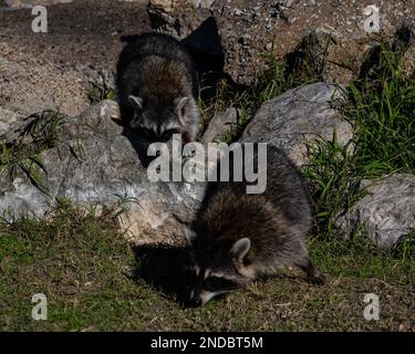 The two raccoons in their natural habitat Stock Photo - Alamy
