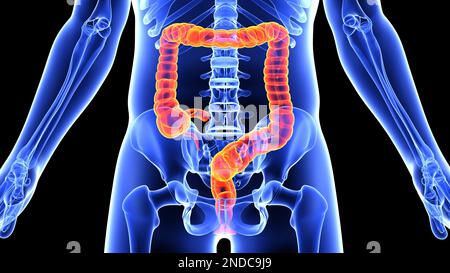 A human body diagram with guts highlighted Stock Photo - Alamy