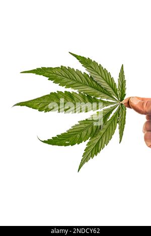 Leaf of Matanuska tundra variety of marijuana flower in hand with light ...