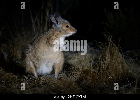 Brown or Rufous Hare-wallaby - Lagorchestes hirsutus also called mala ...