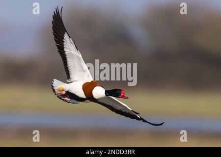 Shelduck in flight Stock Photo - Alamy
