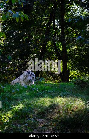 beautiful white tiger in zoo, note shallow depth of field Stock Photo ...