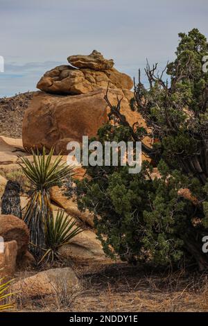 A vertical shot of a joshua tree growing in a park under a cloudy sky ...