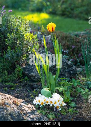 Yellow tulip flowers with red stripe growing on flower bed in UK park ...