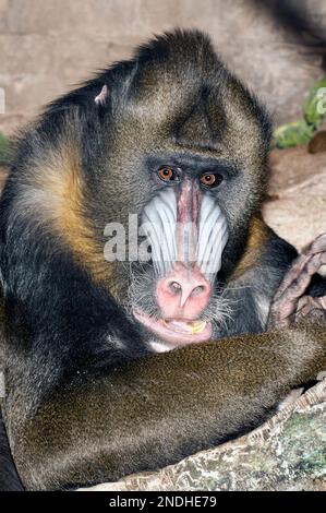 mandrill, 3/4 view, vertical Stock Photo - Alamy