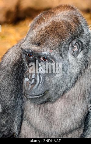 Western lowland gorilla (Gorilla gorilla gorilla), female Stock Photo ...