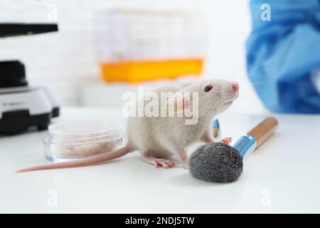 Rat on table in chemical laboratory. Animal testing Stock Photo - Alamy