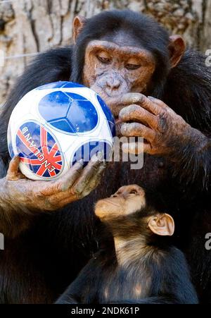 Chimpanzees play with a soccer ball a day before the opening of the ...