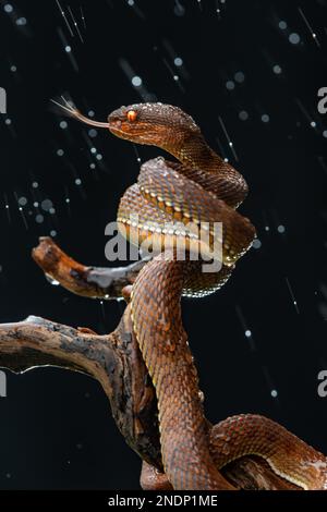 Beautiful Red Viper Snake In close Up Stock Photo - Alamy